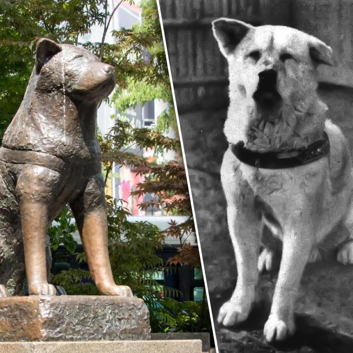 Real Hachiko Statue