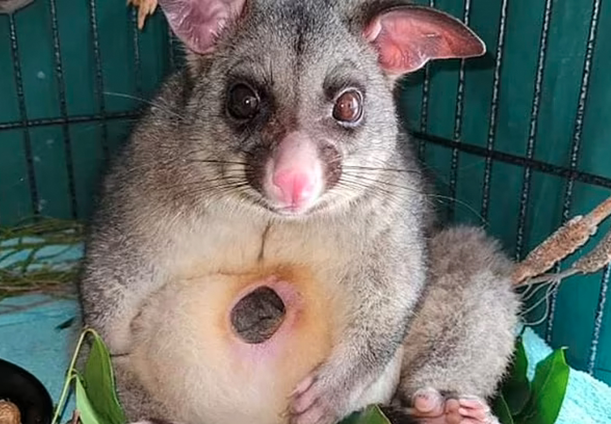 Possum And Her Joey Forced To QUARANTINE After Sneaking Into Western ...