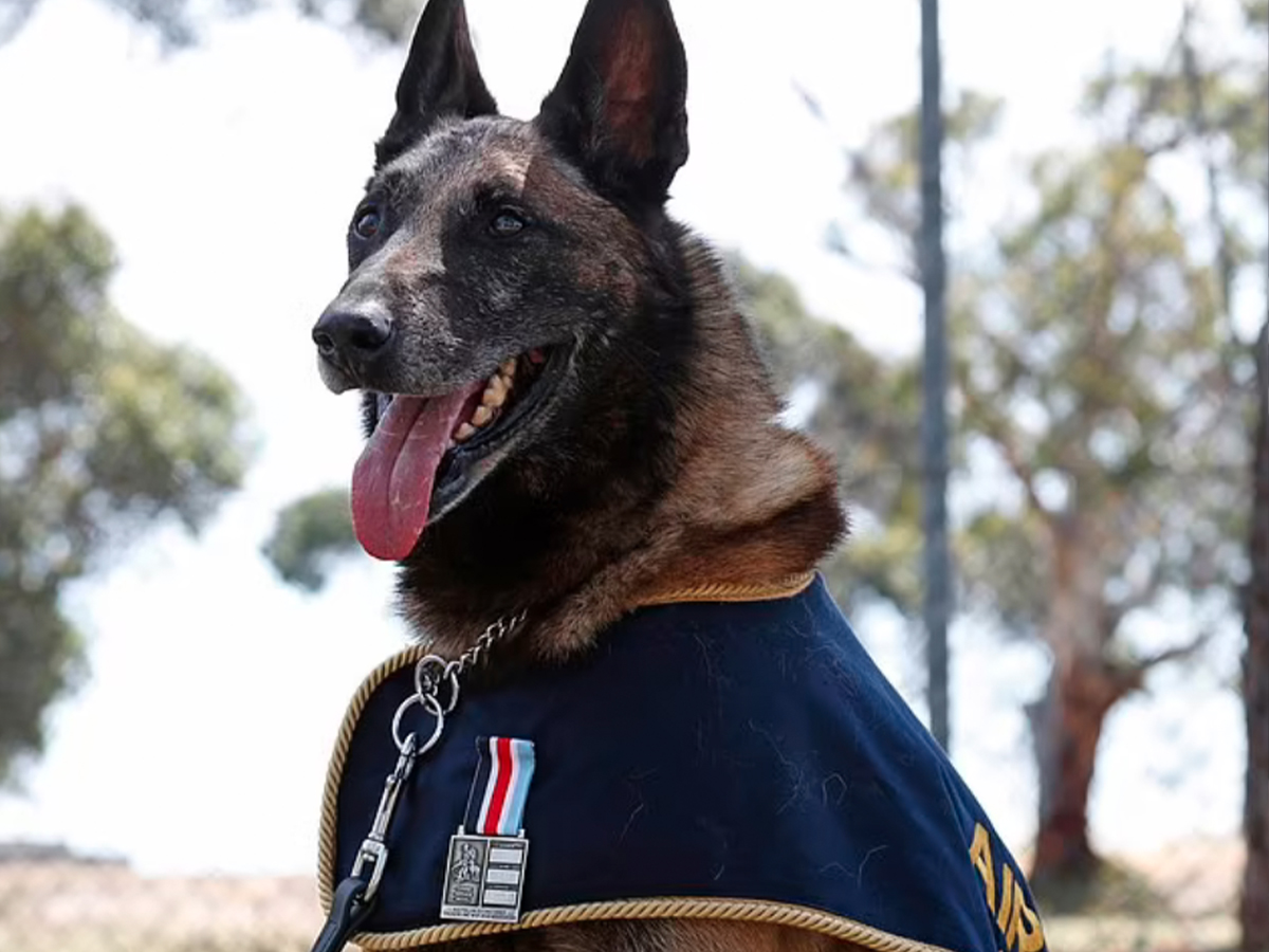 Dog That Served In Australian Military For Six Years Takes Part In Dawn ...