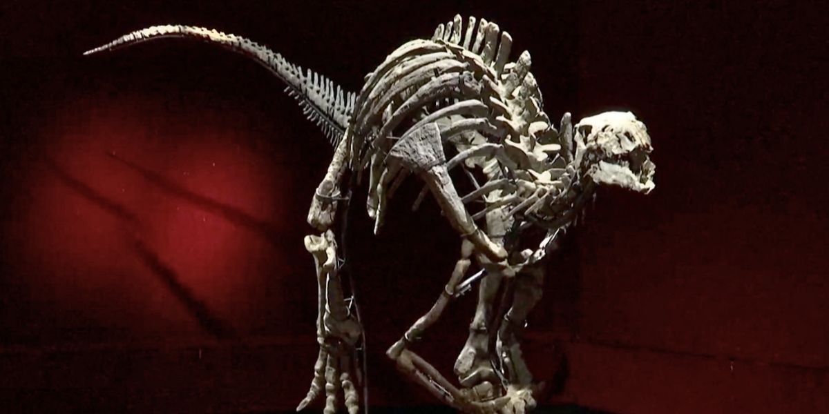 'Barry,' a Rare Dinosaur Skeleton, Is Up for Sale