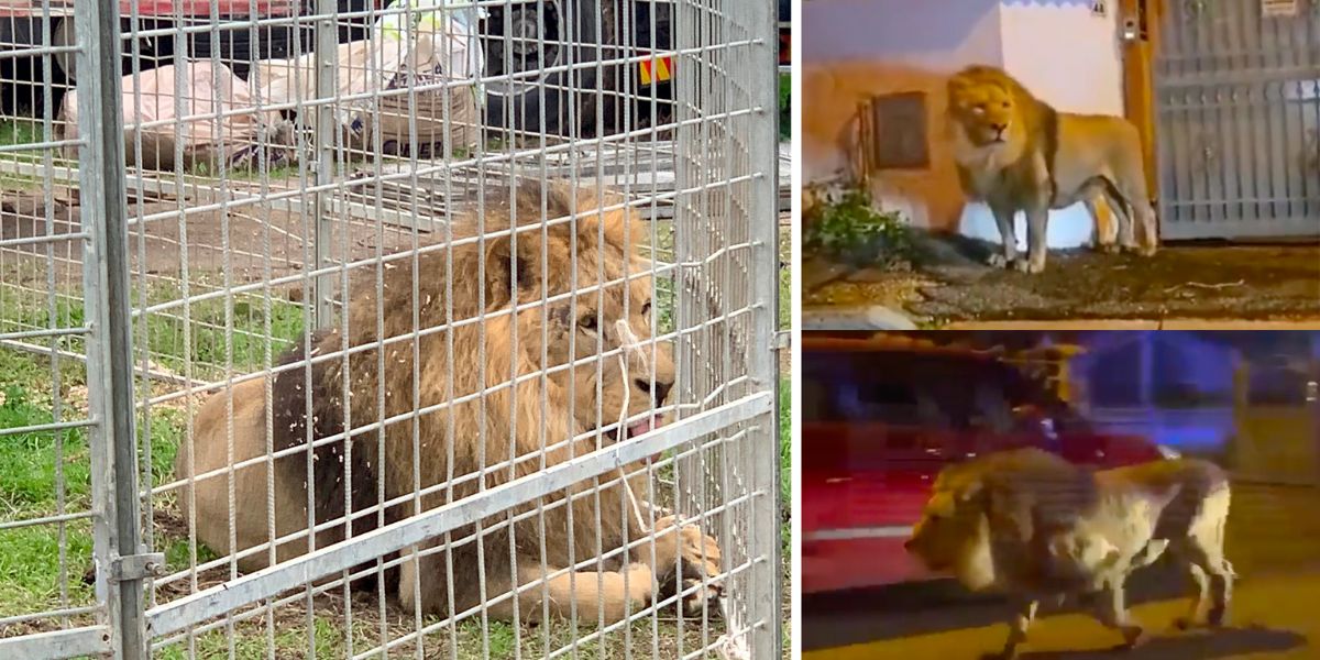 Escaped Lion Seen Roaming The Streets Of Italy