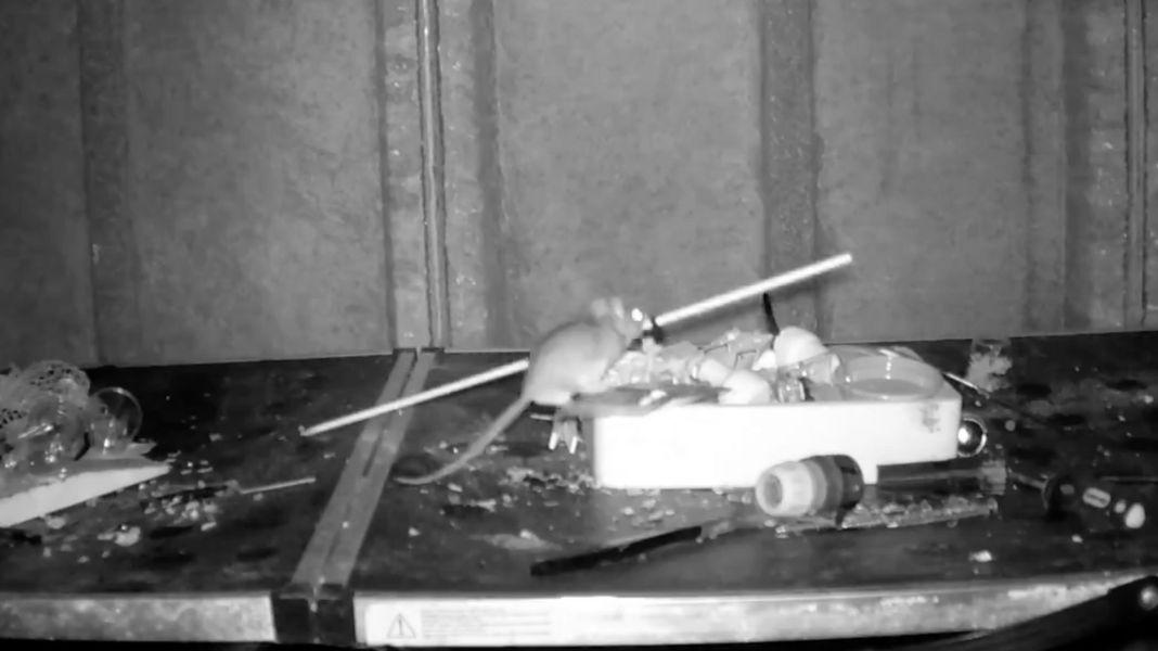 Mouse with Obsessive Cleaning Habits Cleans Man’s Shed Every Night